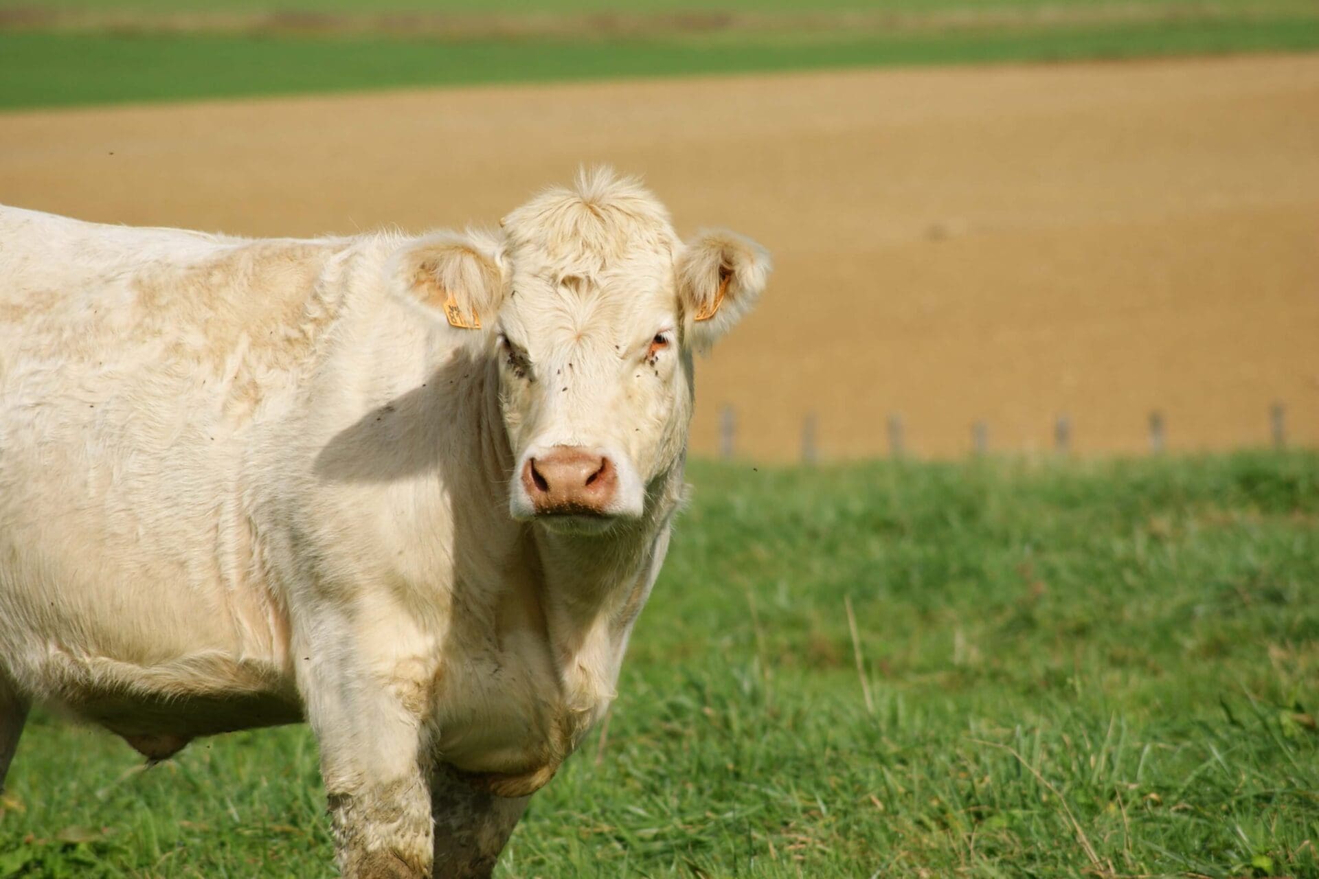 Viandes fermières : quelles sont les spécificités du bœuf charolais ...